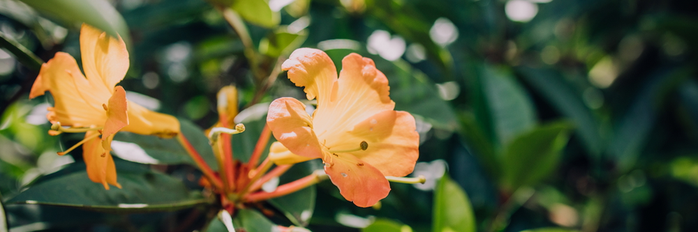 Vaimoso – Tanoa Hawaii